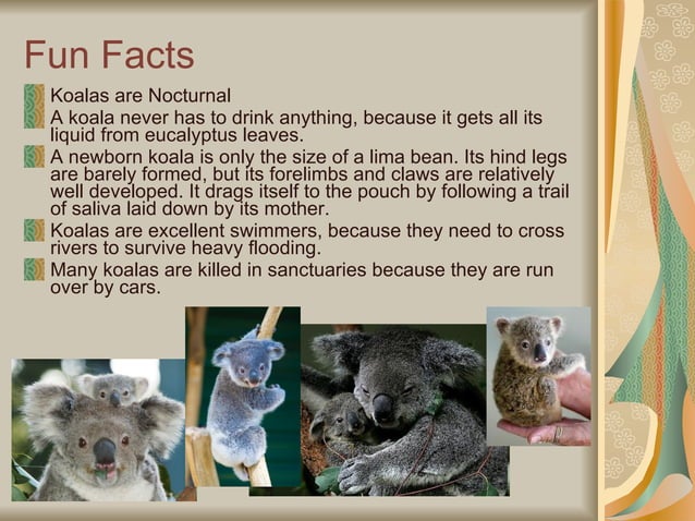 Koala bear power point 01 | PPT