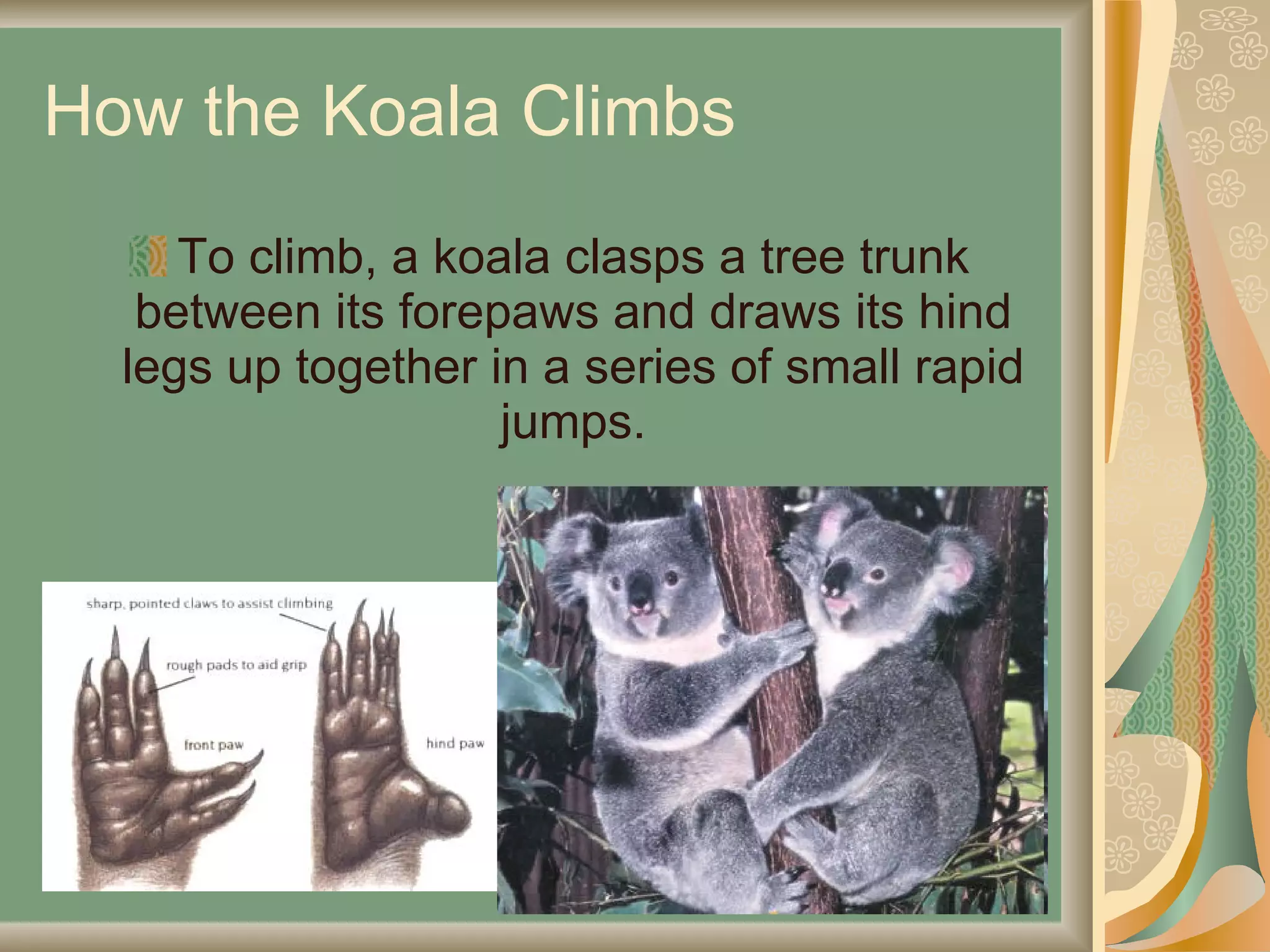 Laura Period 1Koala Bear | PPT