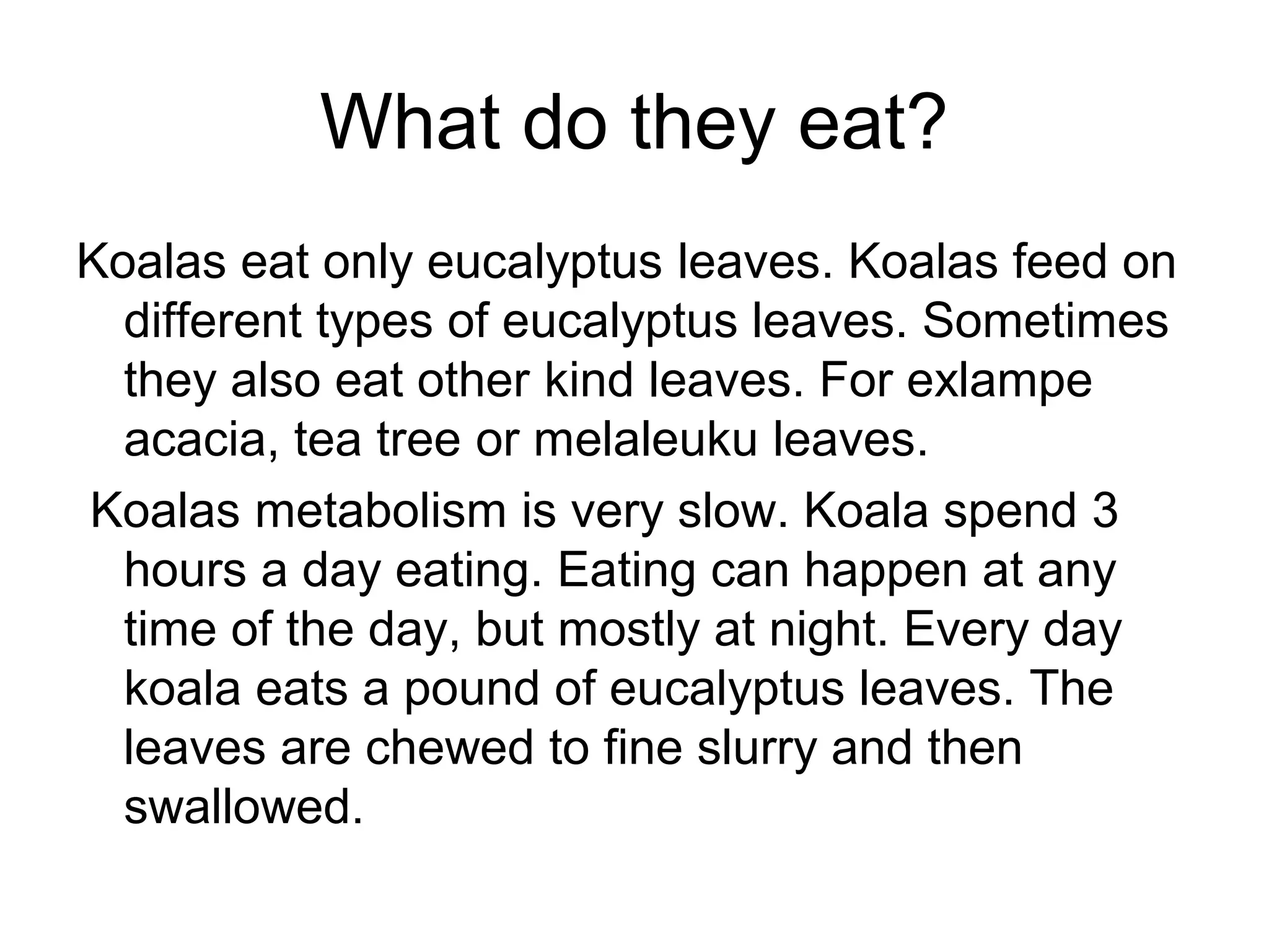 Koala (english) | PPT