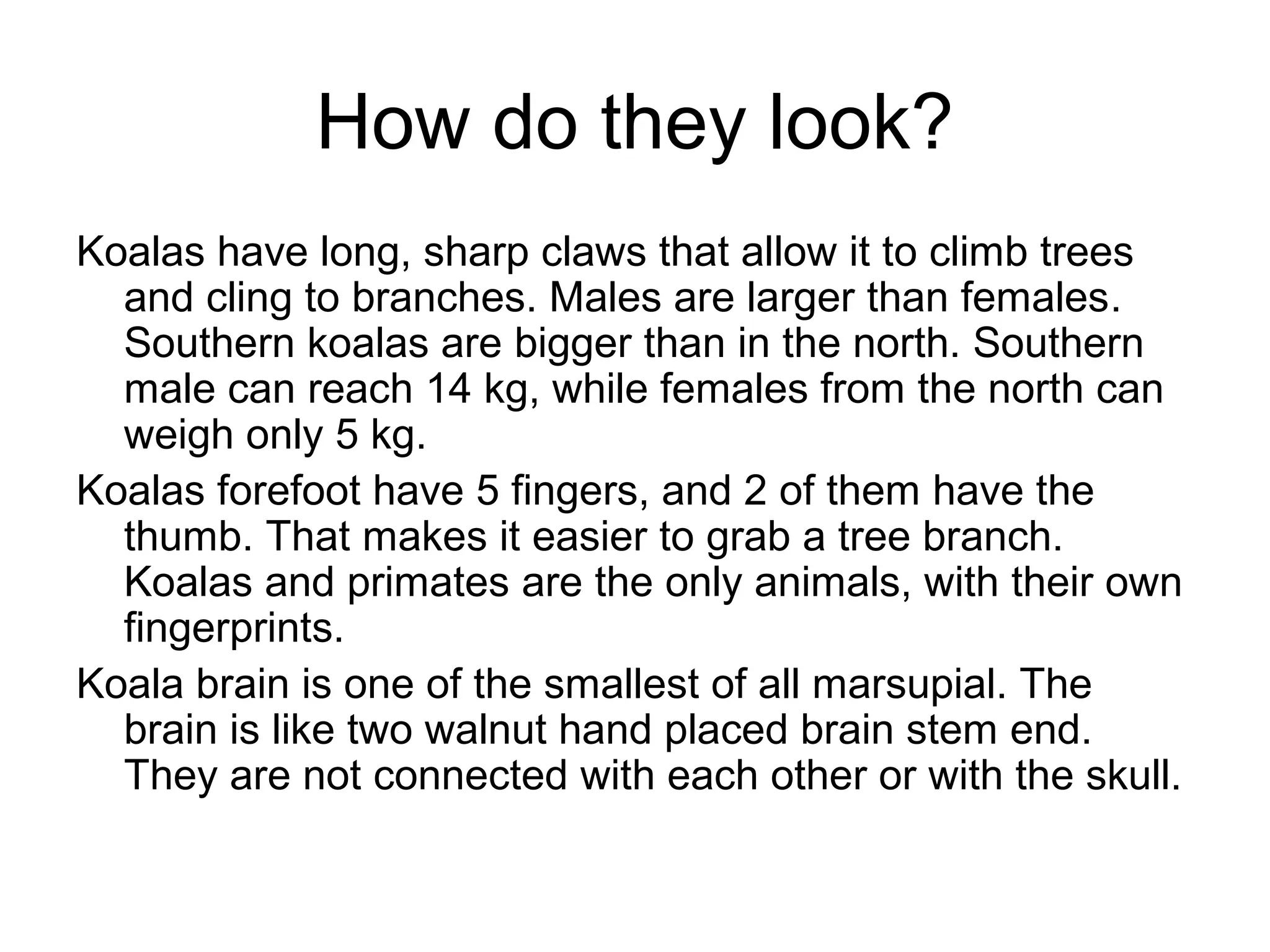 Koala (english) | PPT