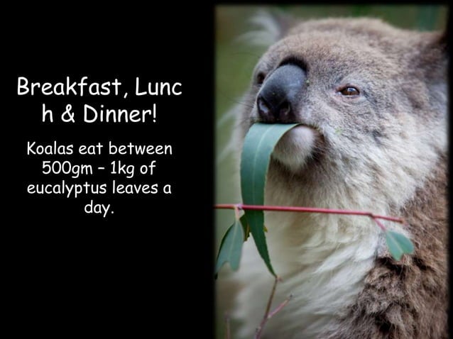 Koala Facts | PPT