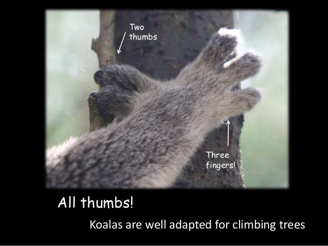 Koala Facts