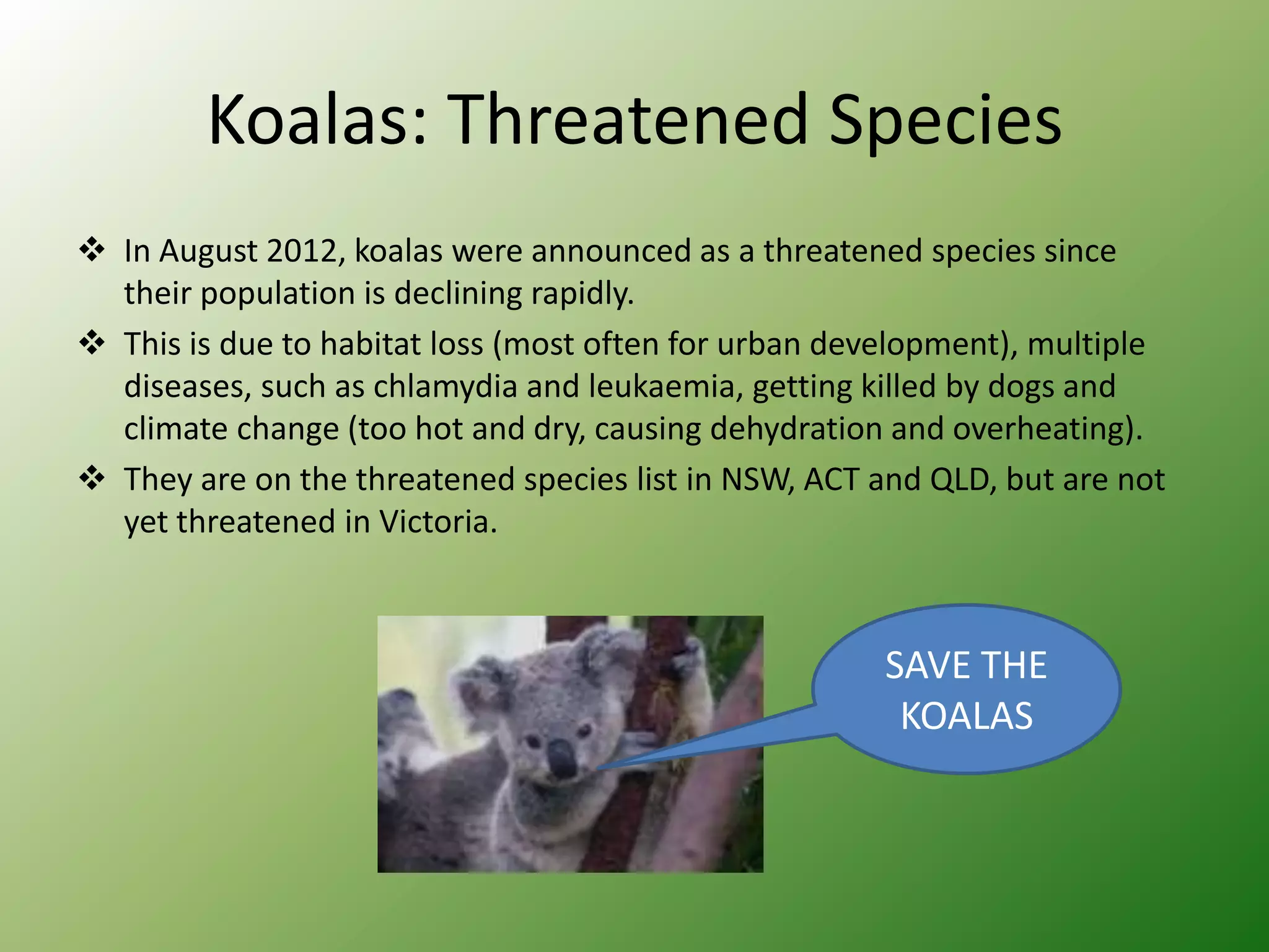 Koala homework project | PPTX