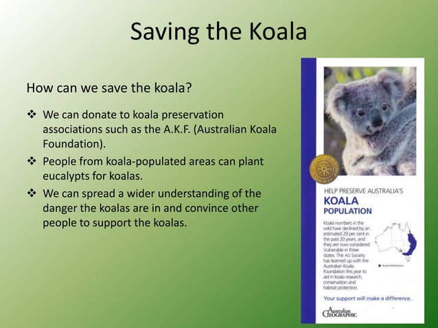 Koala homework project | PPT