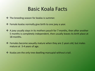 Koala homework project | PPTX
