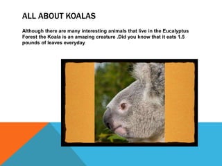 Koala | PPTX