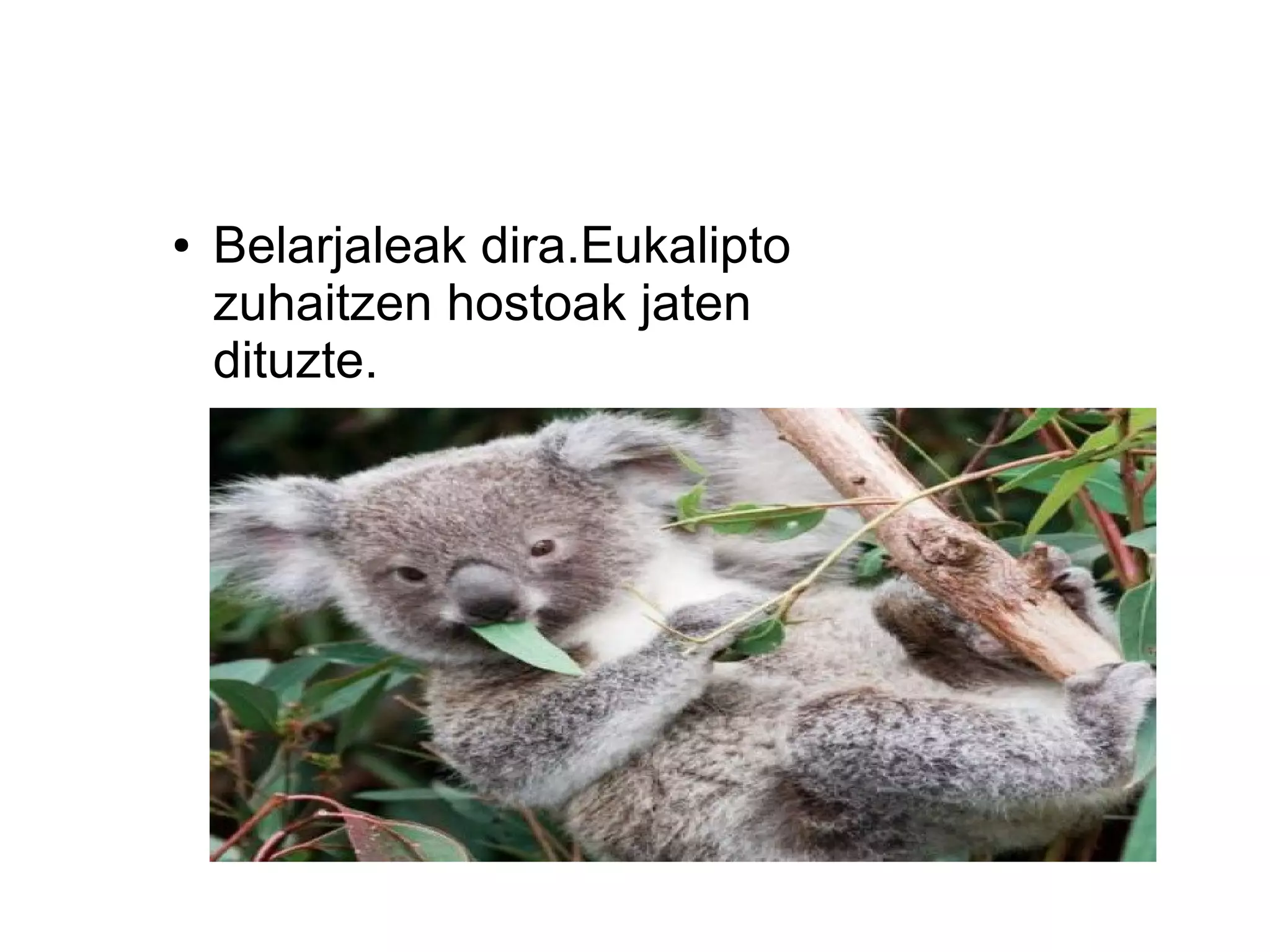 Koalaren aurkezpena | ODP