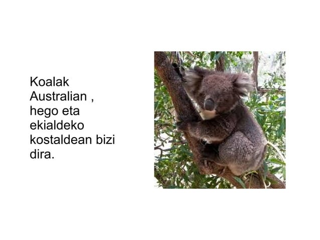 Koalaren aurkezpena | ODP