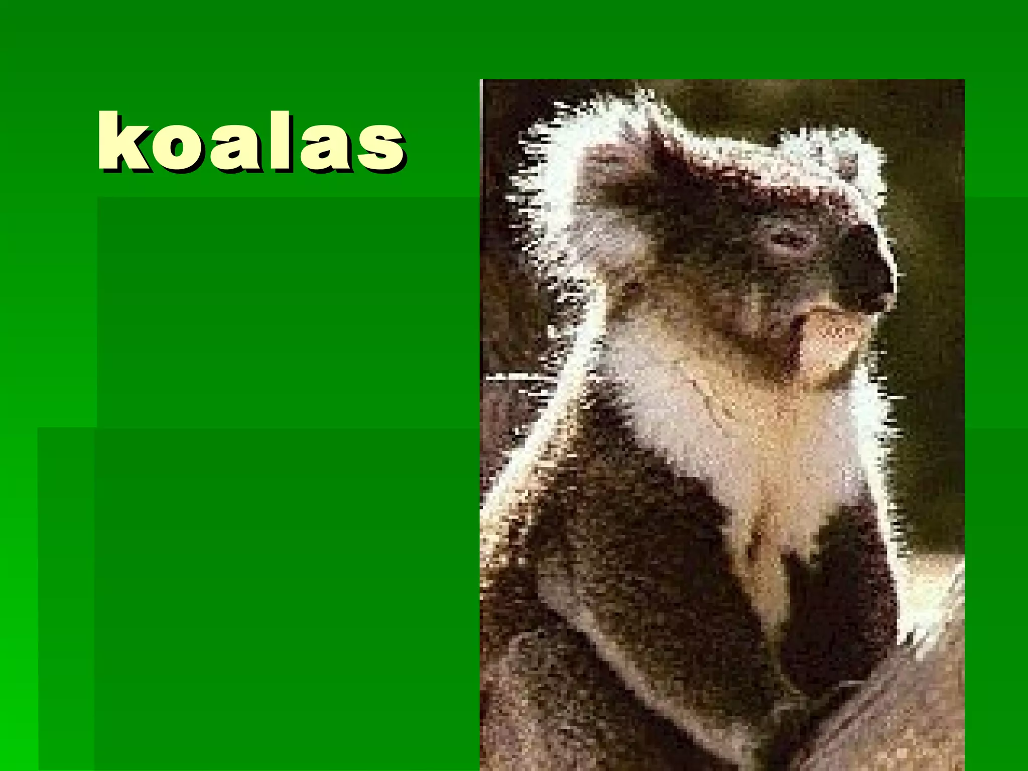 Koalas | PPT | Cats | Pets