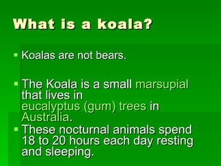Koalas | PPT | Cats | Pets