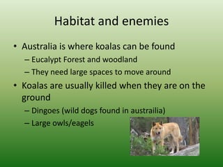 Koala’s | PPTX | Australia and Oceania Travel | Travel Locations