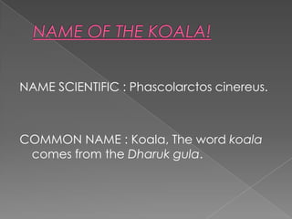 Koalas | PPTX