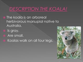 Koalas | PPT