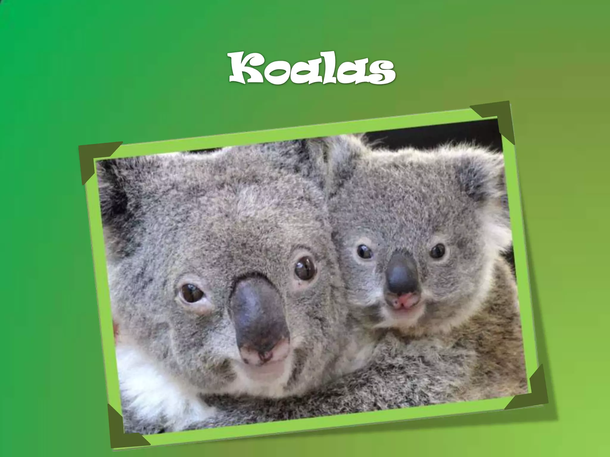 Koalas | PPTX
