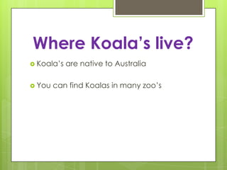 Koalas by Caoimhe | PPTX