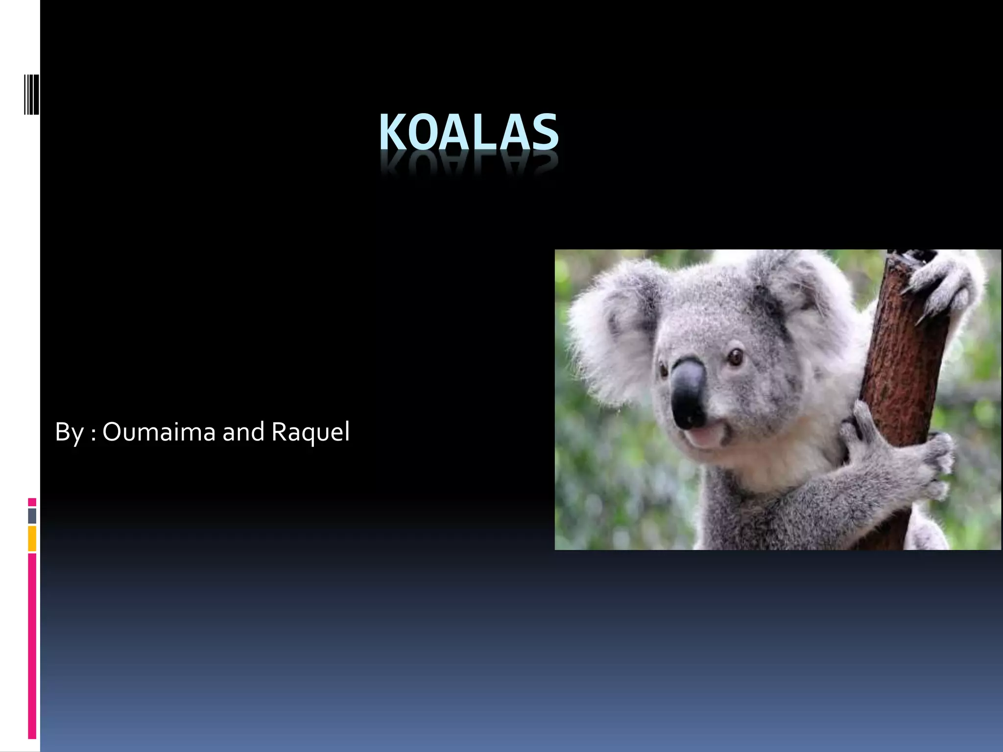 KOALAS | PPTX