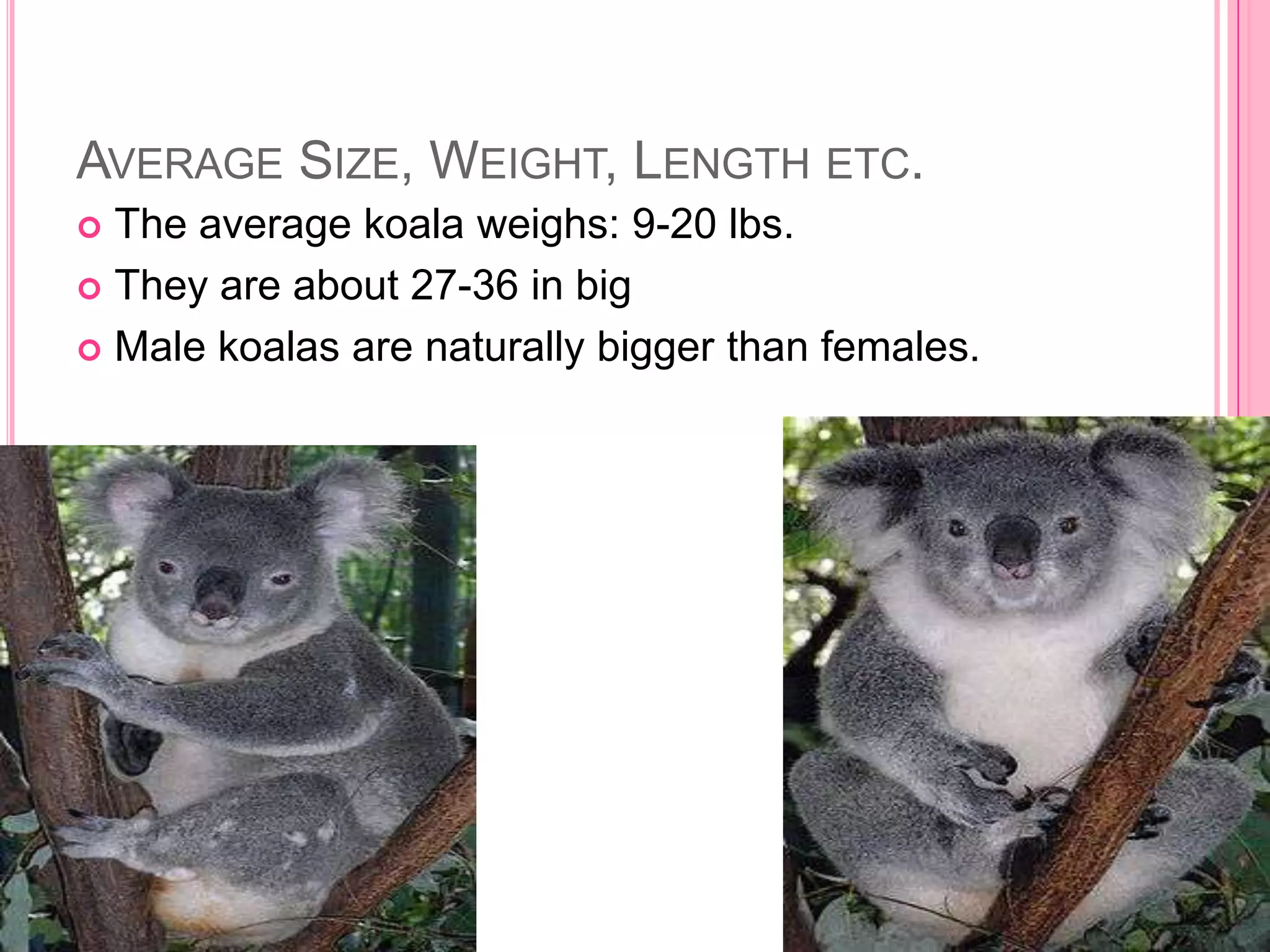 Koalas by elizabeth ponce | PPTX