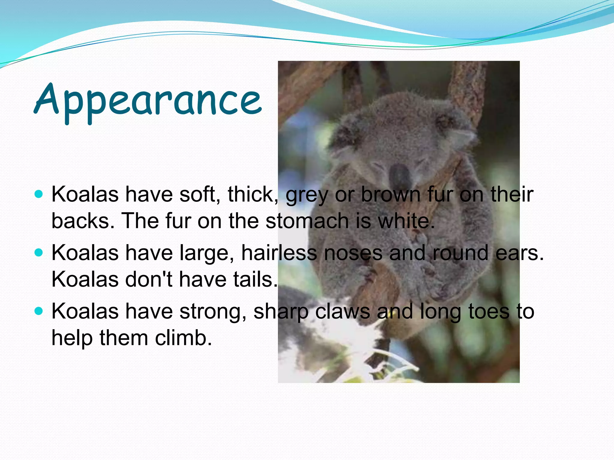 Koala veronica | PPTX