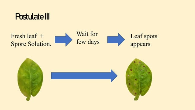 Koch Postulate.pptx | Infectious Diseases | Diseases and Conditions