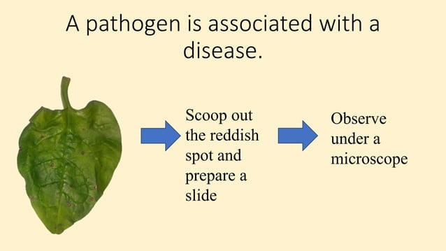 Koch Postulate.pptx | Infectious Diseases | Diseases and Conditions