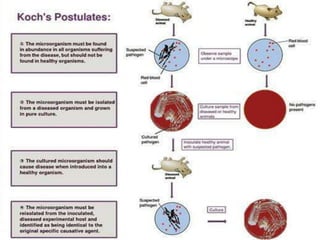 Koch's postulate –principals & method | PPTX
