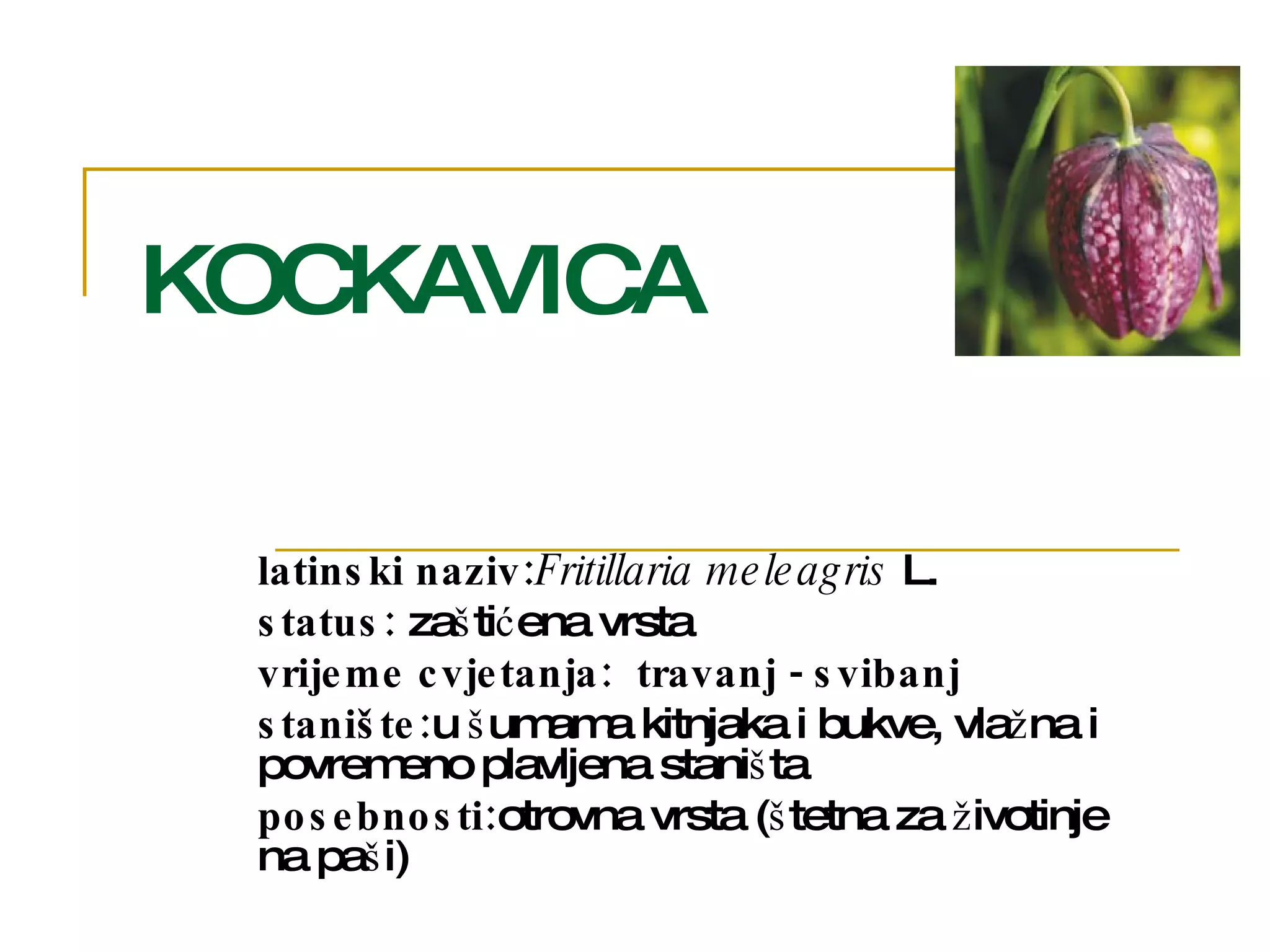 Kockavica, Ela Igrec | PPT