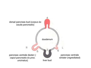 kocsis_liver-pancreas-development_english_20180419.ppt