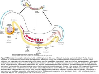 kocsis_liver-pancreas-development_english_20180419.ppt