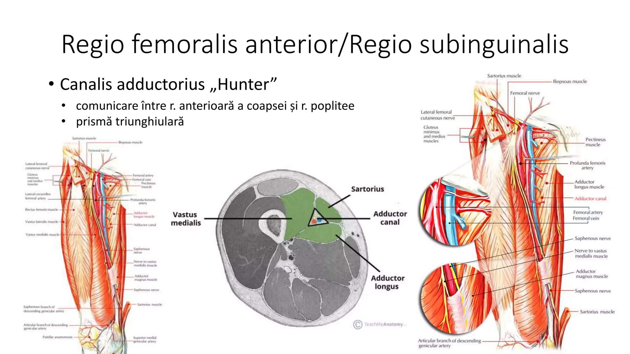 Kocsis Lorand - Membrul inferior | PPTX