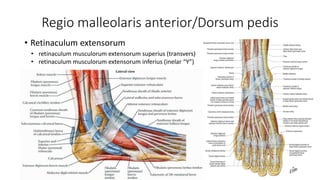 Kocsis Lorand - Membrul inferior | PPT