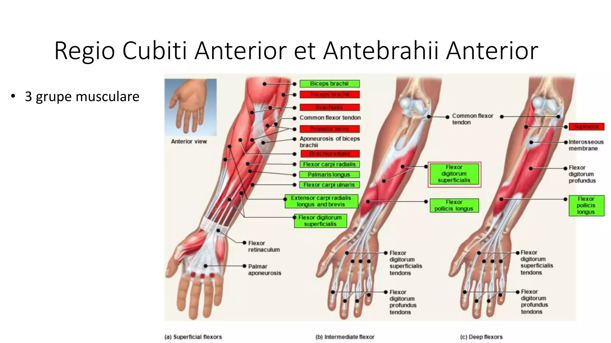 Anatomia membrului superior - recapitulare | PPTX