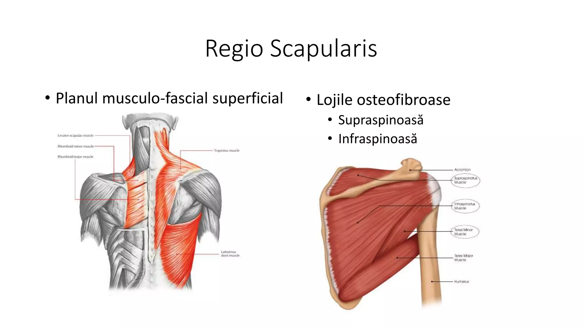 Anatomia membrului superior - recapitulare | PPTX