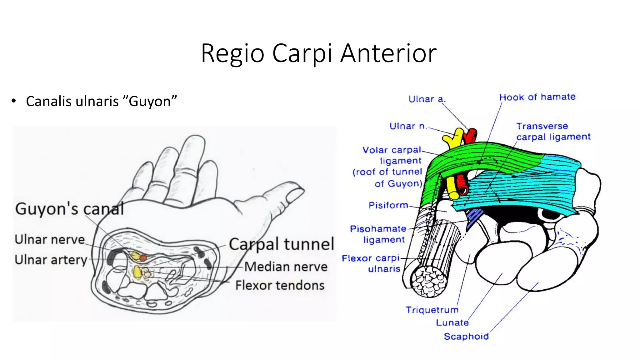 Anatomia membrului superior - recapitulare | PPTX