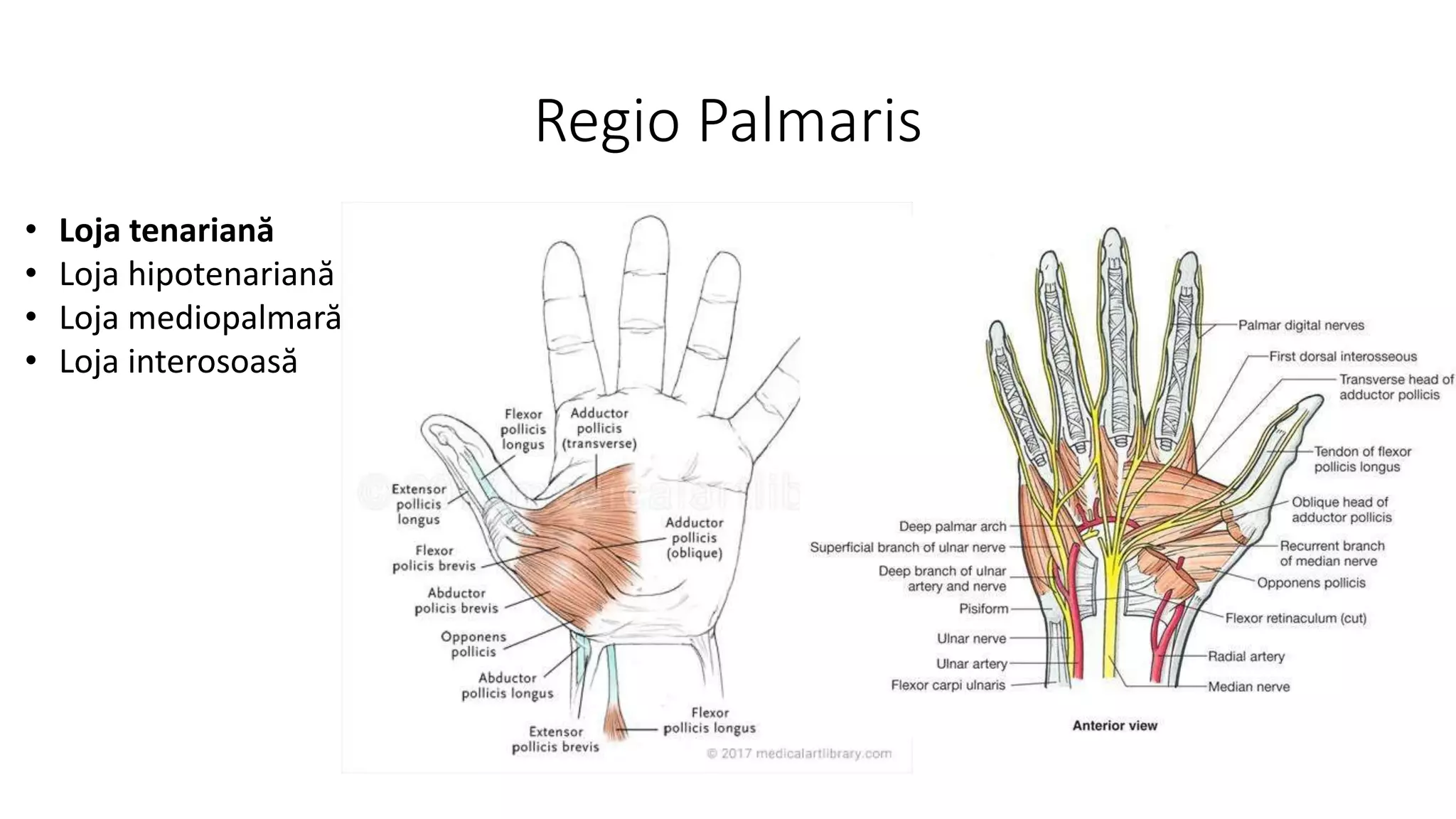 Anatomia membrului superior - recapitulare | PPTX