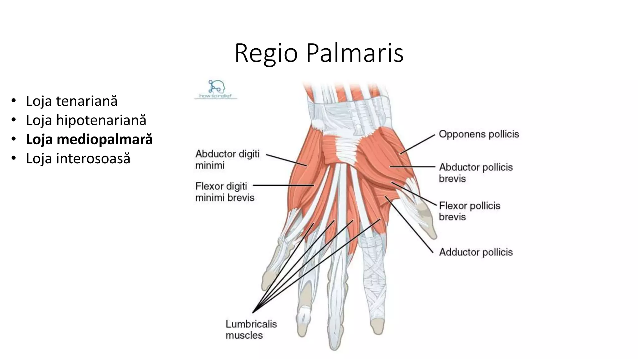 Anatomia membrului superior - recapitulare | PPTX