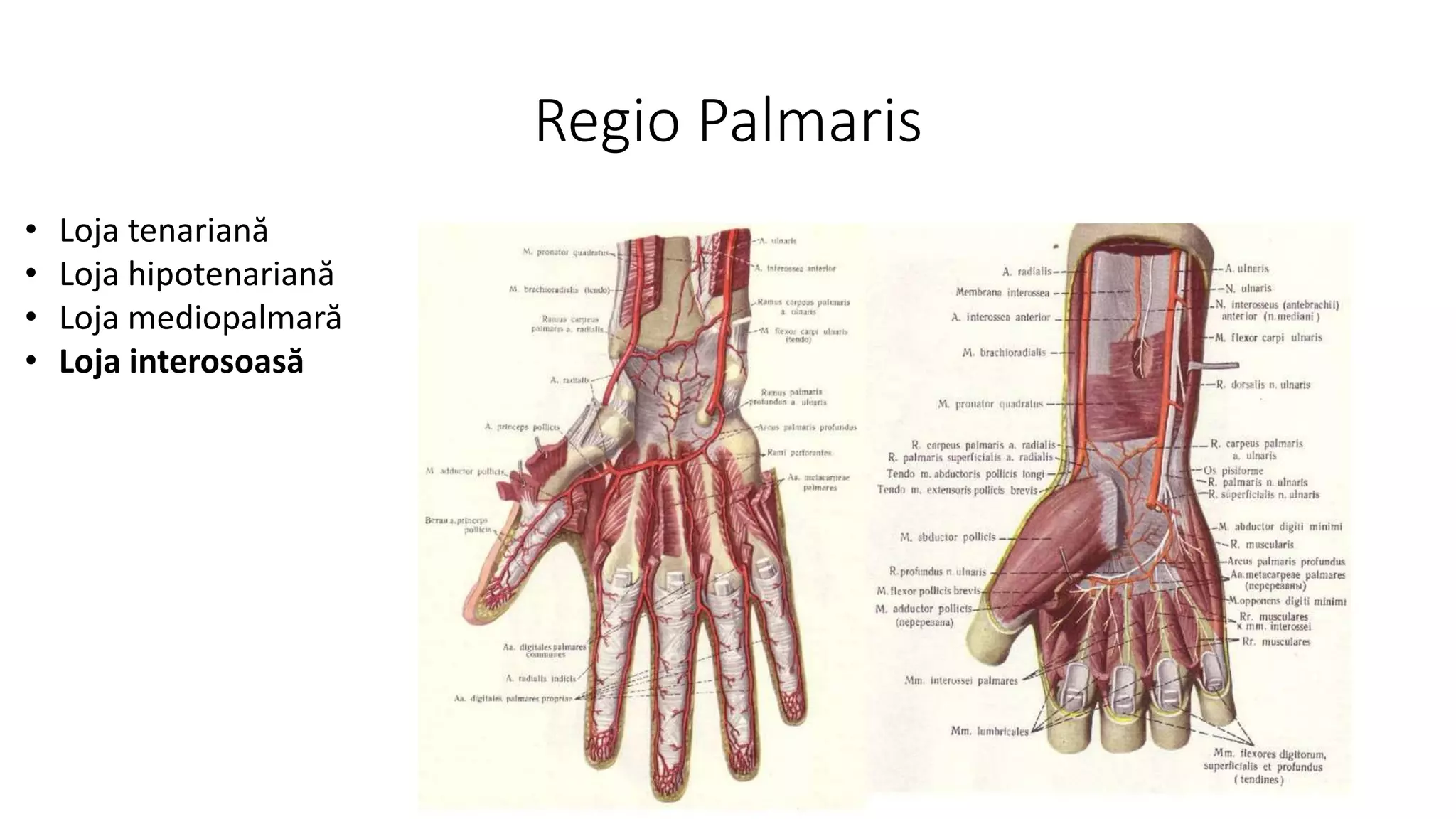 Anatomia membrului superior - recapitulare | PPTX