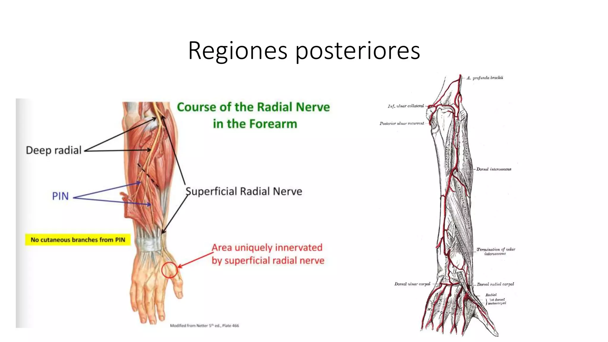 Anatomia membrului superior - recapitulare | PPTX