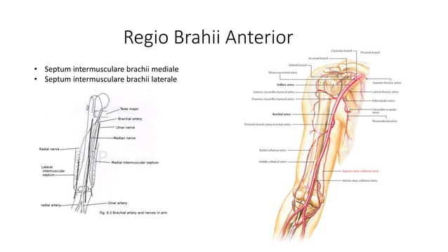 Anatomia membrului superior - recapitulare | PPTX