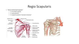 Anatomia membrului superior - recapitulare | PPTX