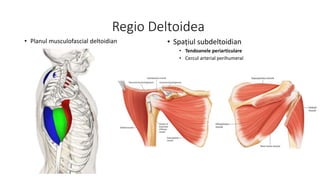 Anatomia membrului superior - recapitulare | PPTX
