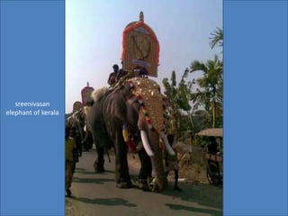 Kodanad elephant sanctuary | PPT