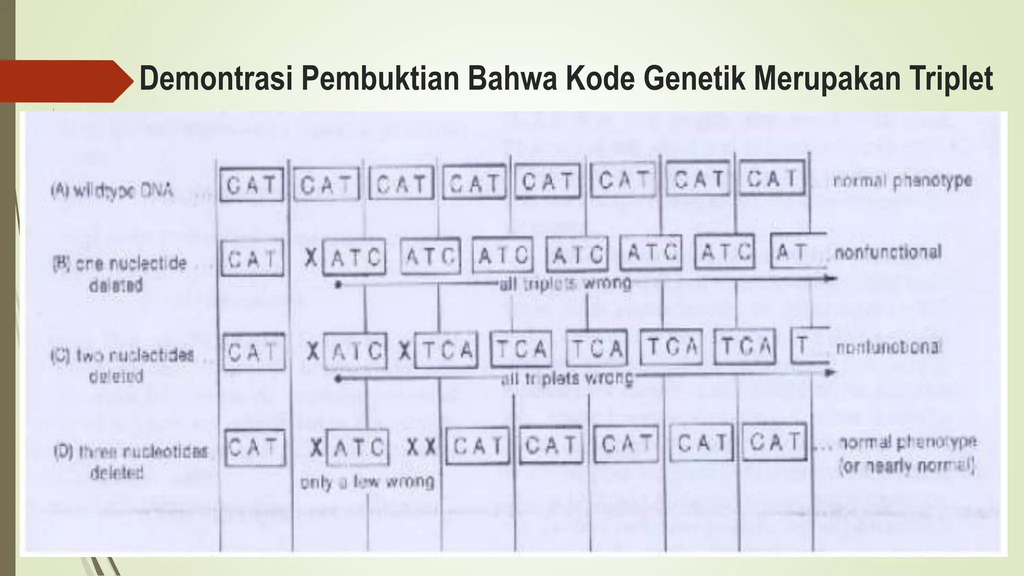 KODE GENETIK.pptx