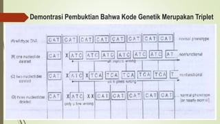 KODE GENETIK.pptx