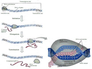 Kode genetik dan sintesis protein | PPTX