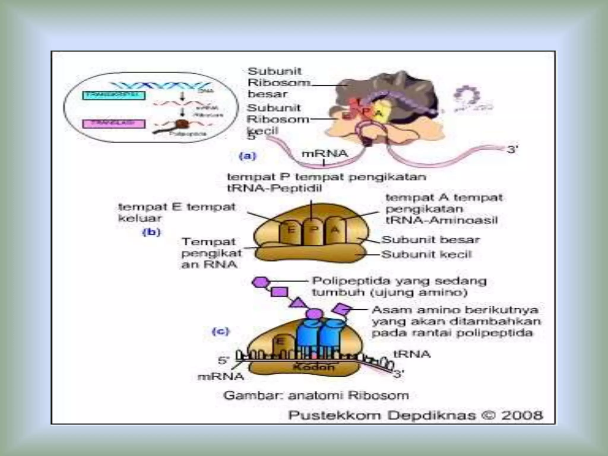 Kode genetik dan sintesis protein | PPTX