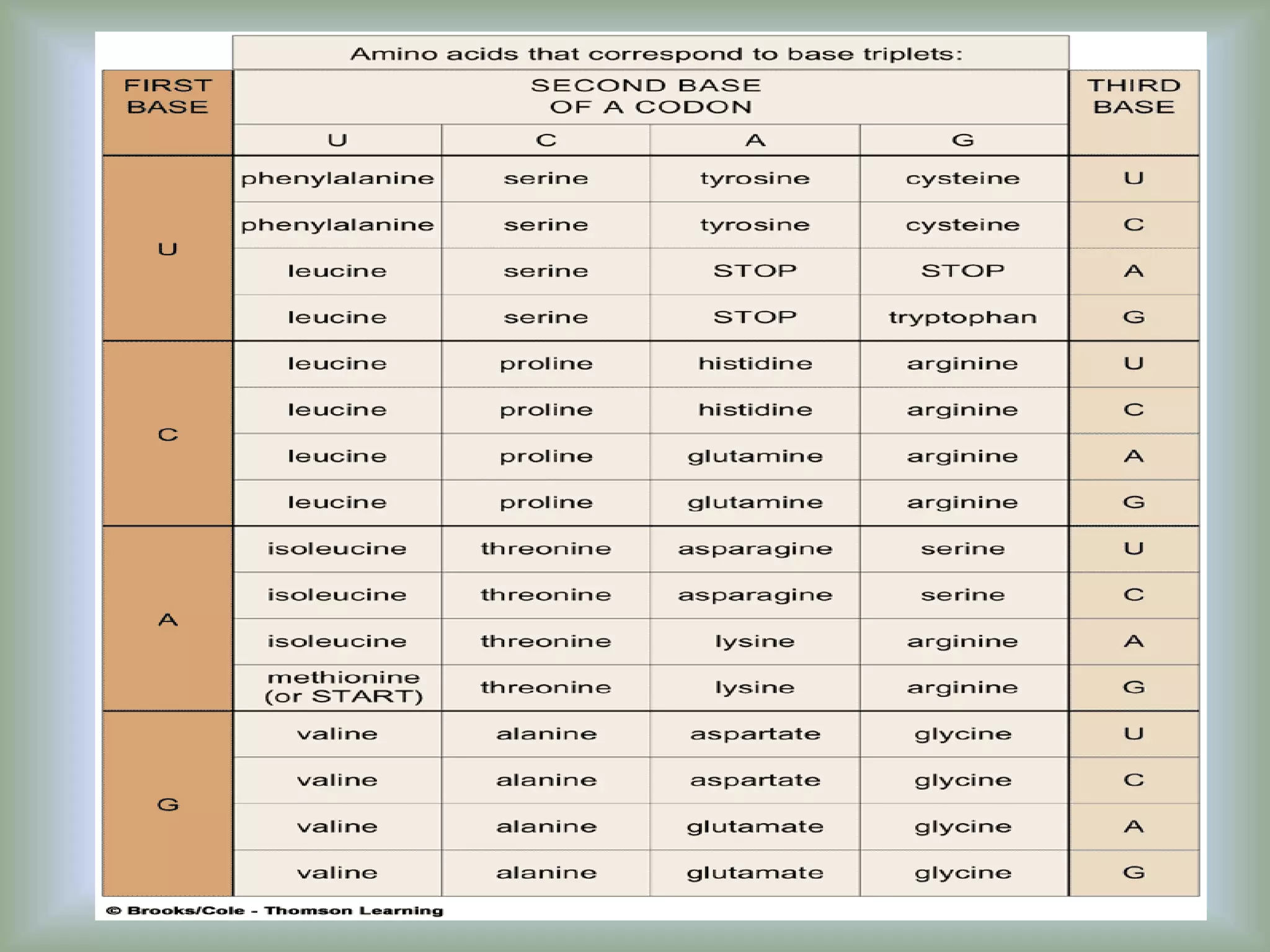 Kode genetik dan sintesis protein | PPTX