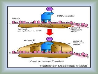 Kode genetik dan sintesis protein | PPTX