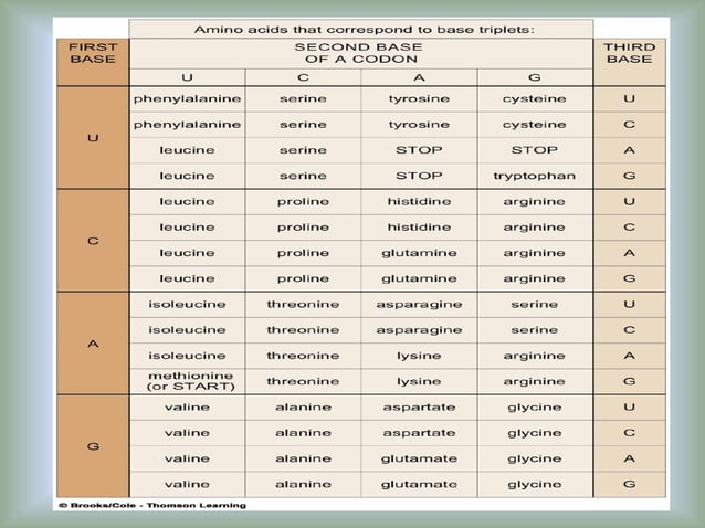 Kode genetik dan sintesis protein | PPTX