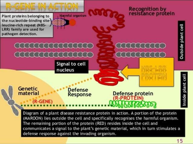 R GENES | PPTX