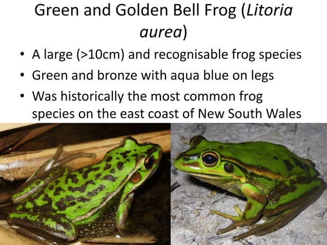 WestCONnex New M5: Green and Golden Bell Frogs | PPT